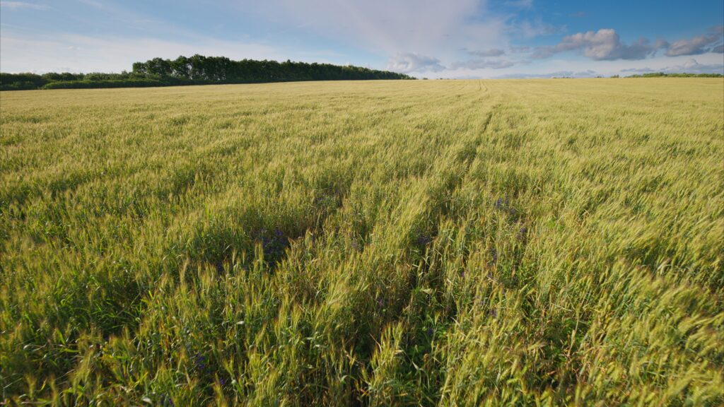 Food vs. Fuel: Why US Sustainable Crops Are Suddenly in High Demand ...